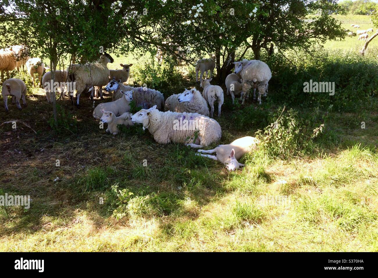Sheep and lambs rest in the shade under trees, on a very hot spring day ...