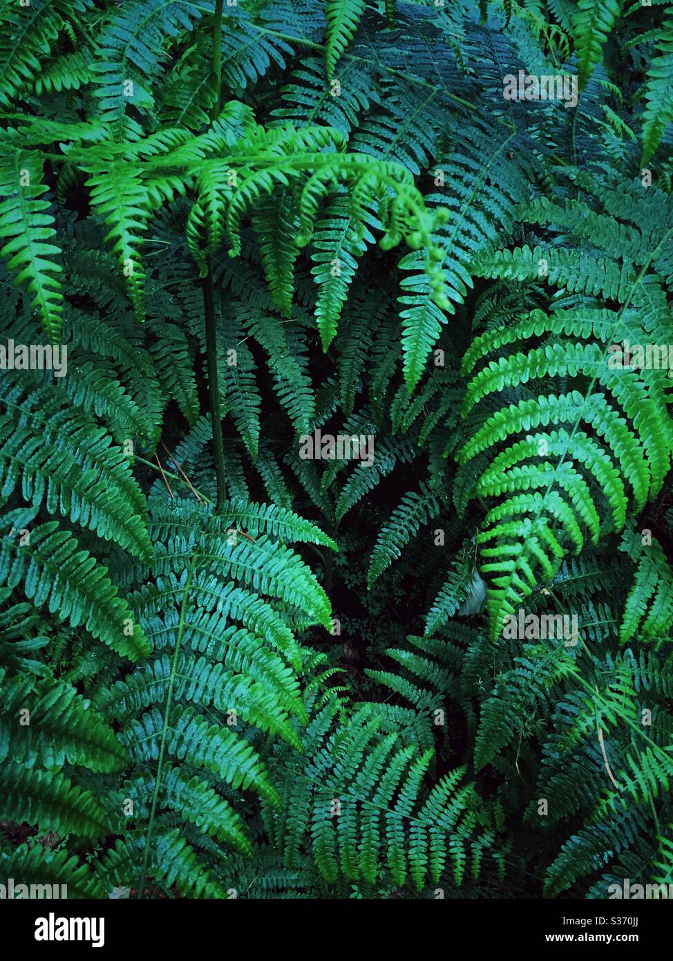 A full frame nature background of dark green fern leaves and fronds ...
