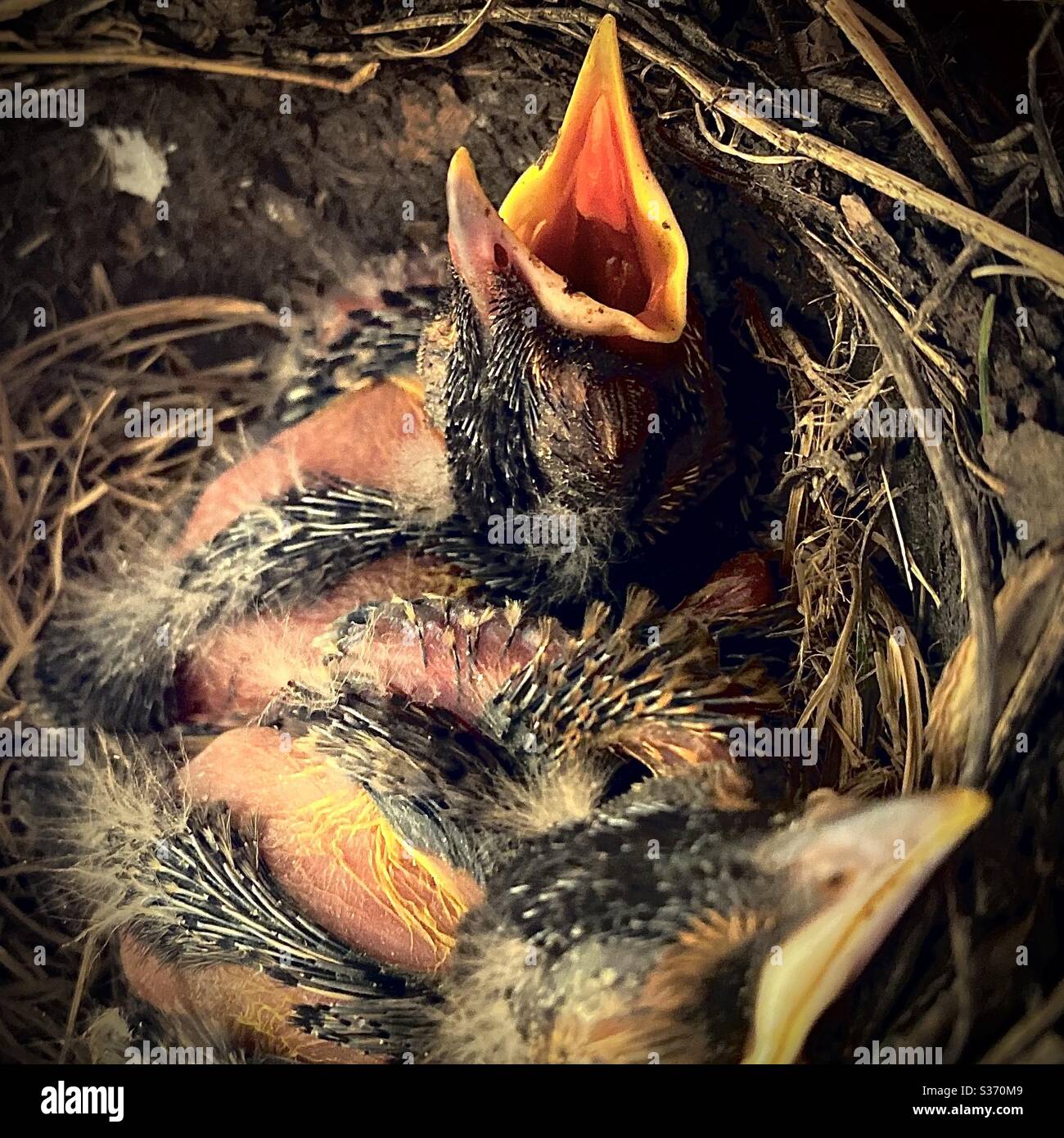 Nestling robins hi-res stock photography and images - Alamy