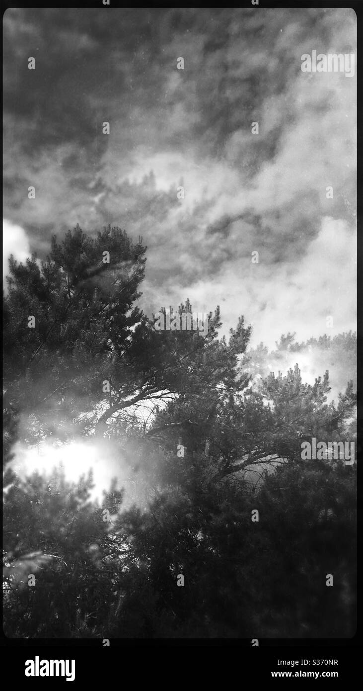 An evergreen tree Black and White Stock Photos & Images - Alamy