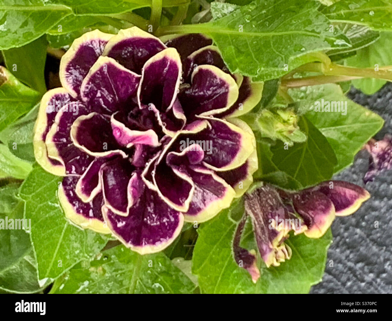 Wet maroon coloured pansies Stock Photo - Alamy