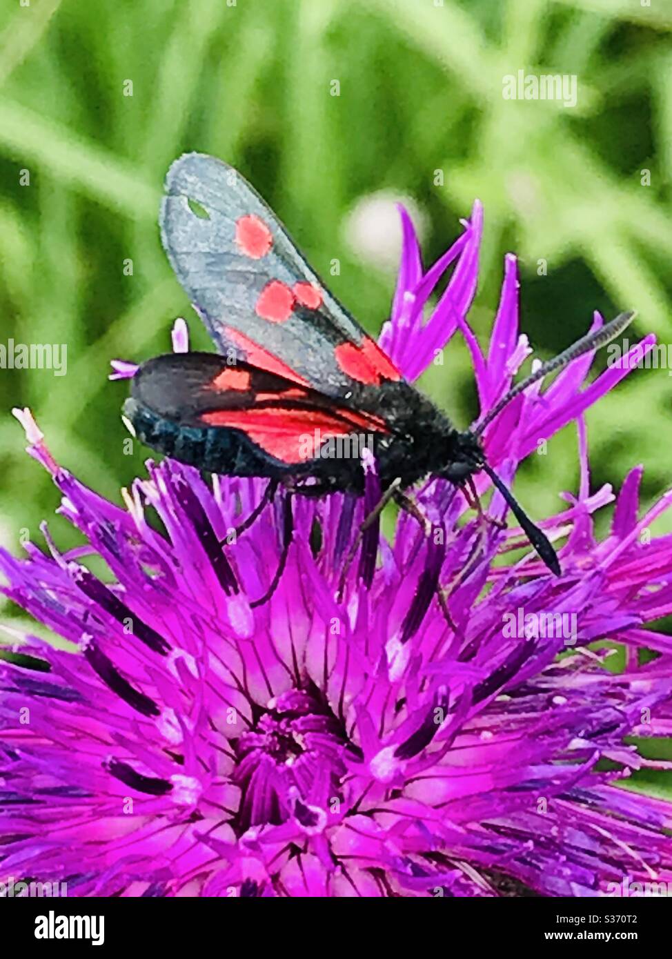 Black moth with red spots hi-res stock photography and images - Alamy