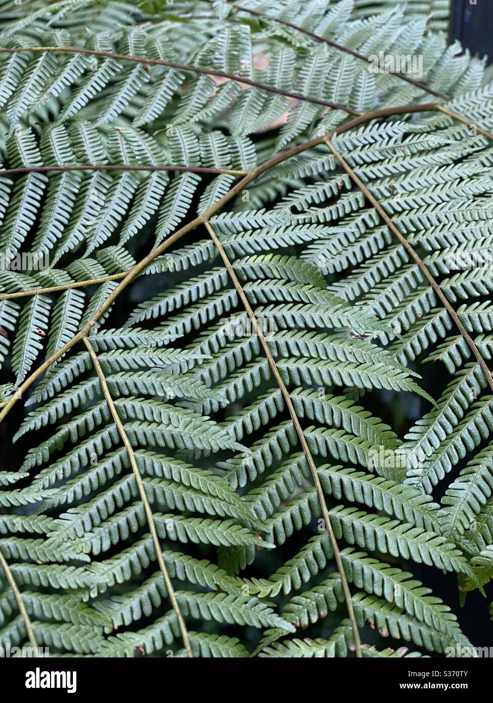 Decorative Fern Fronds High Resolution Stock Photography and Images - Alamy