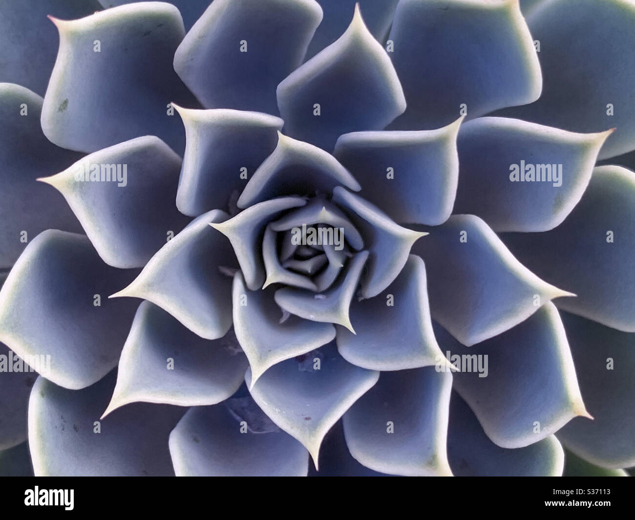 The geometric rosette of a succulent plant from above, overhead Stock ...