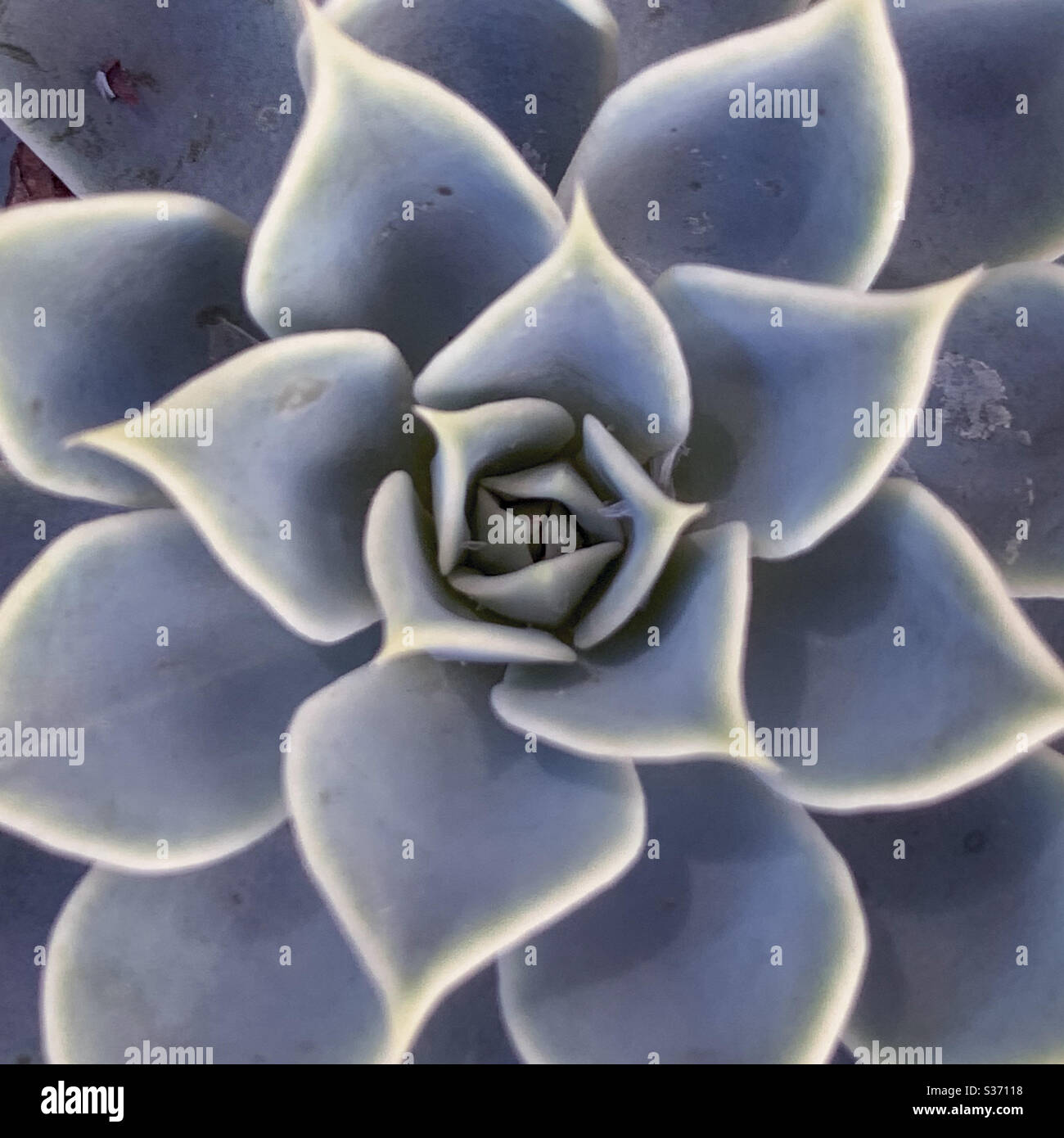 Blue succulents hi-res stock photography and images - Alamy