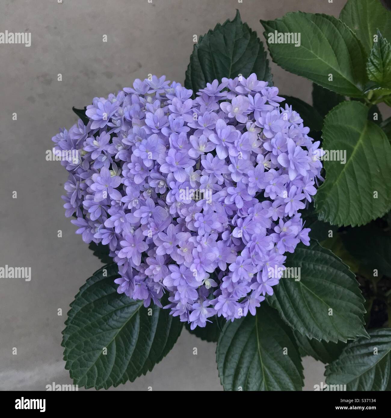 Heart shaped hydrangea Stock Photo - Alamy