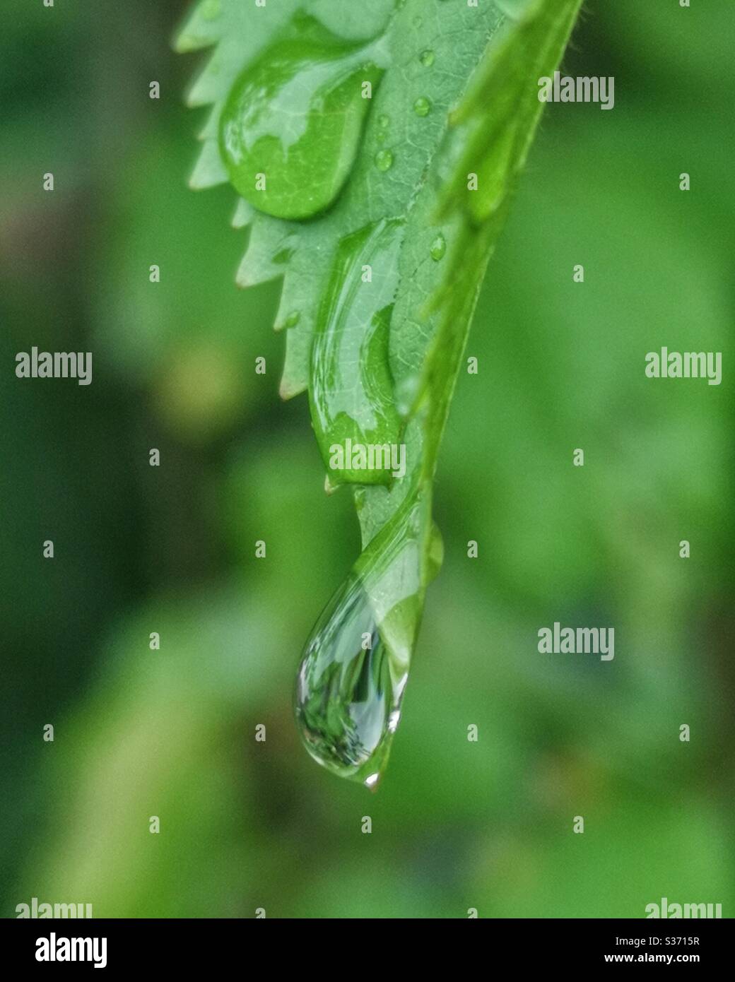 Rain droplet falling from leaf Stock Photo - Alamy