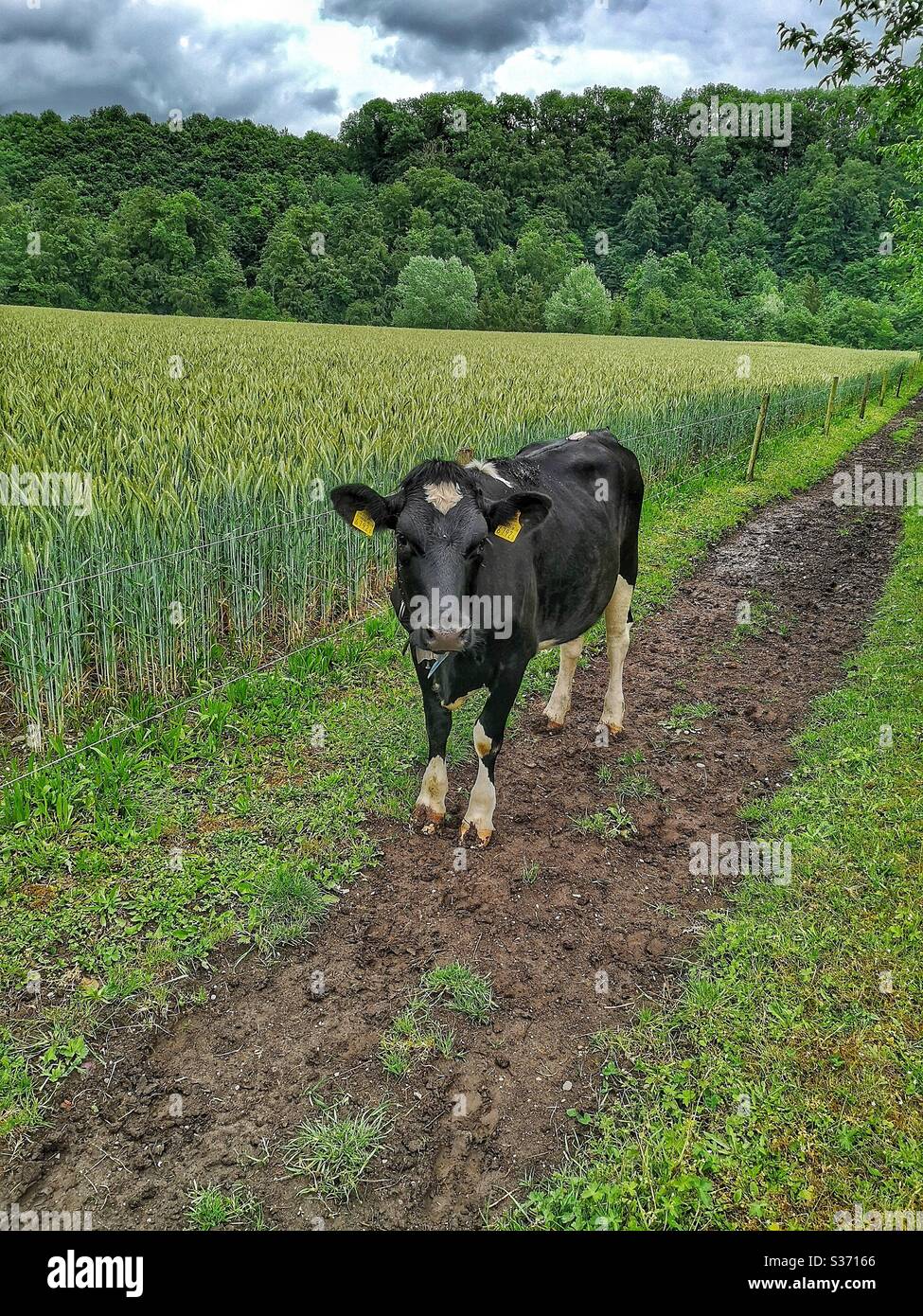 Dairy cow in field Stock Photo - Alamy