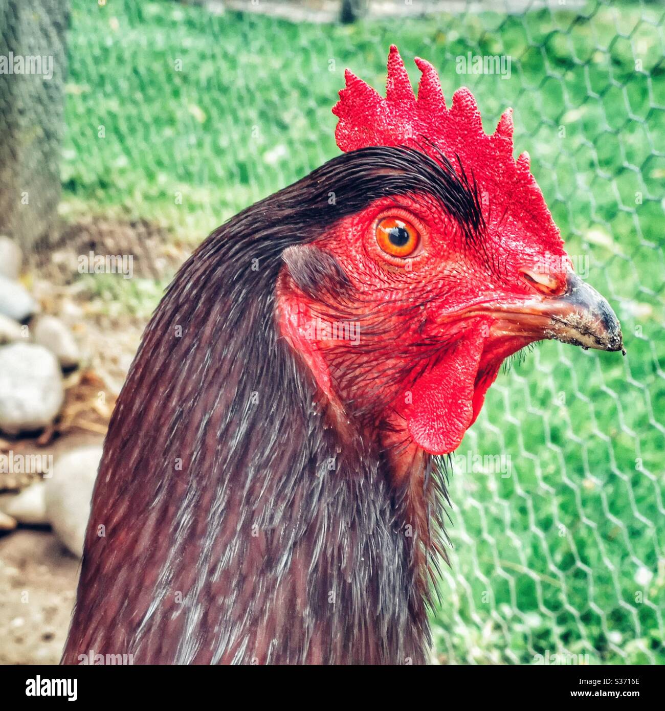 Hens head hi-res stock photography and images - Alamy