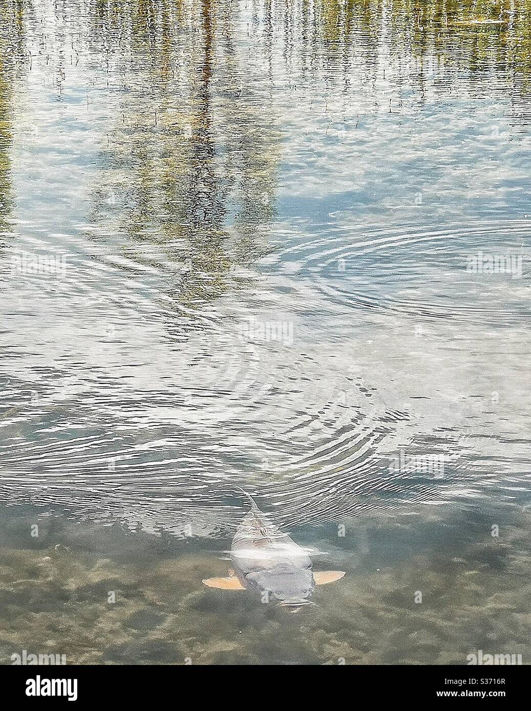 Big fat fish in pond swimming towards camera Stock Photo - Alamy