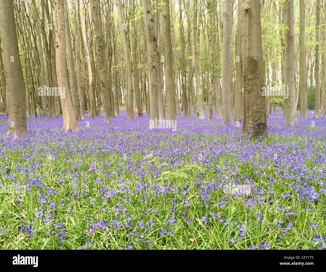 Bluebells in a forest Stock Photo - Alamy