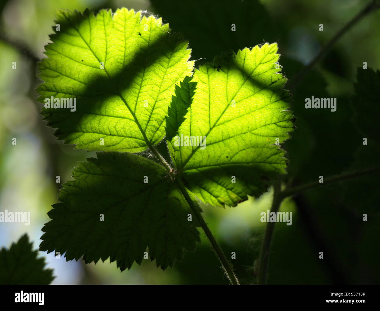 Sunlight leaf hi-res stock photography and images - Alamy