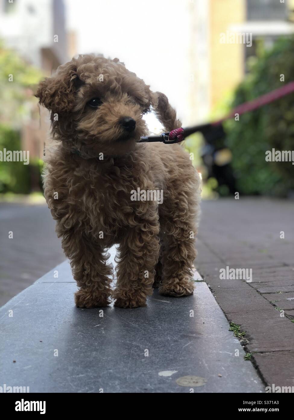 Cute labradoodle puppy hi-res stock photography and images - Alamy
