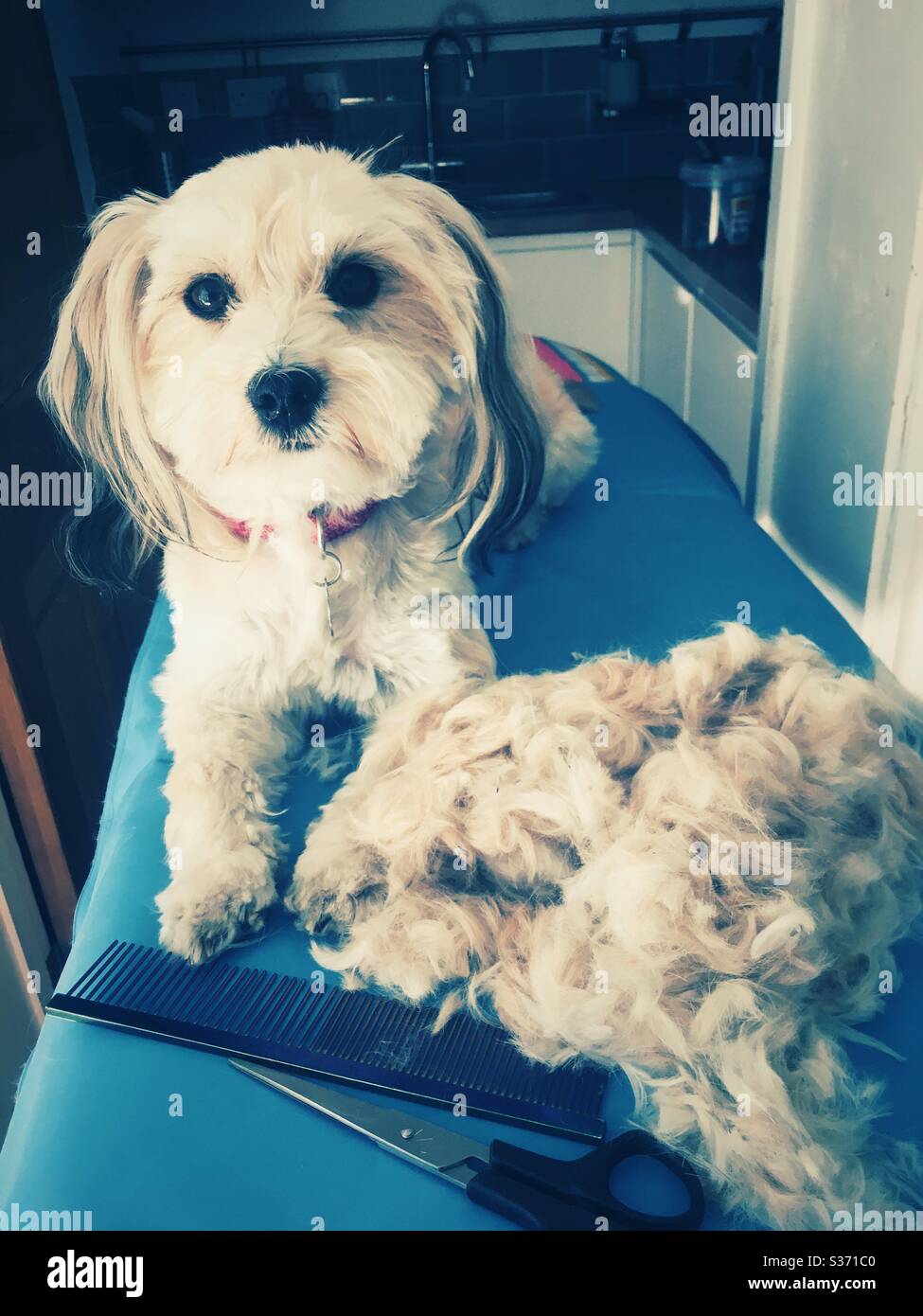 Smart grooming hi-res stock photography and images - Alamy