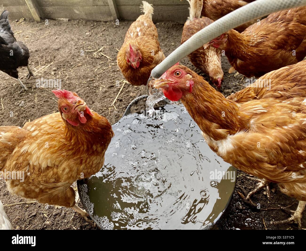 Free range animals hi-res stock photography and images - Alamy