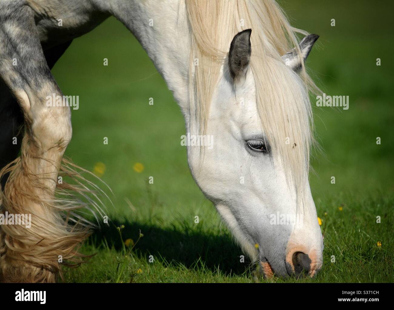 Grazing Horse Closeup Stock Photo - Alamy