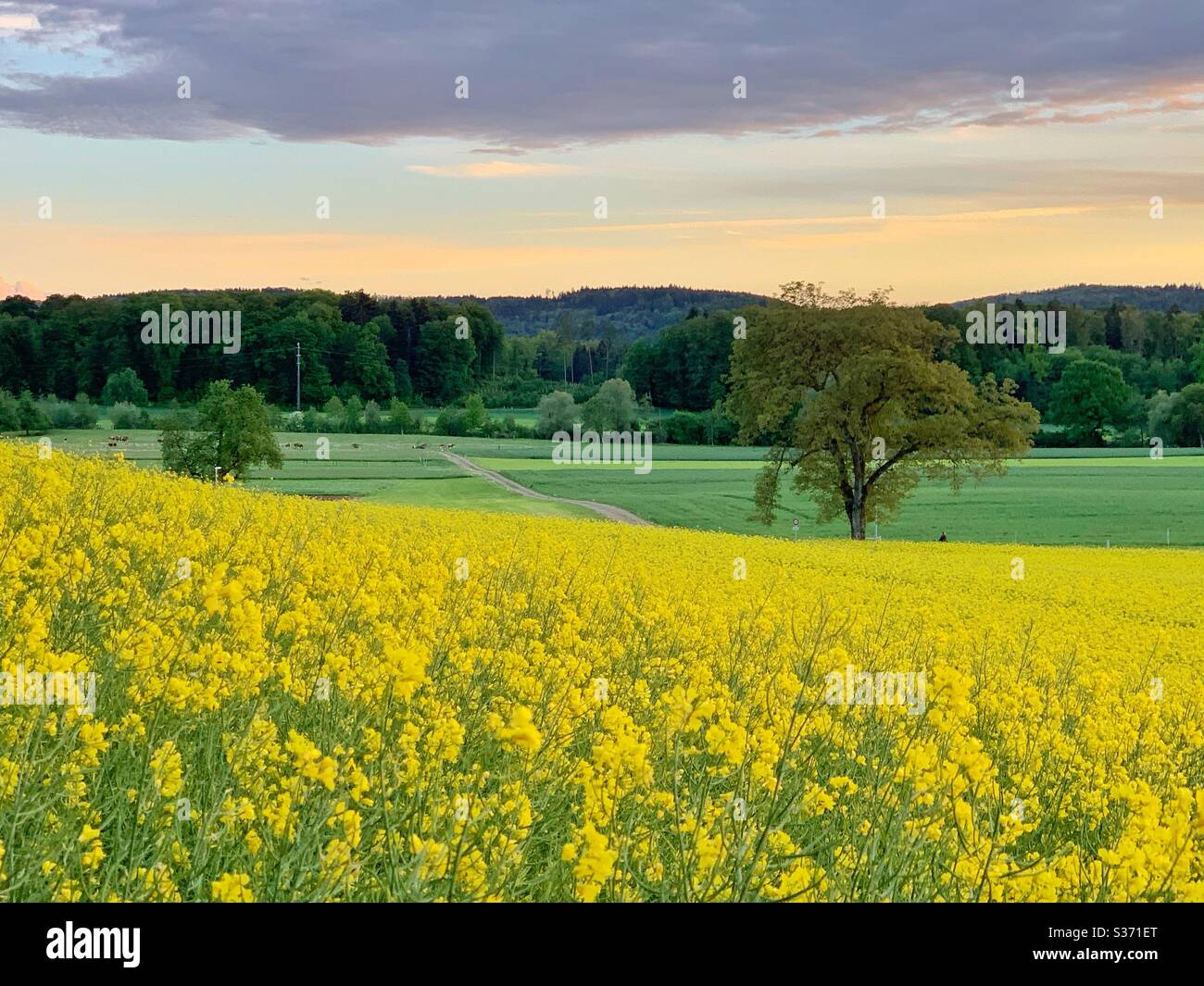 Greenery yellow flowers hi-res stock photography and images - Alamy