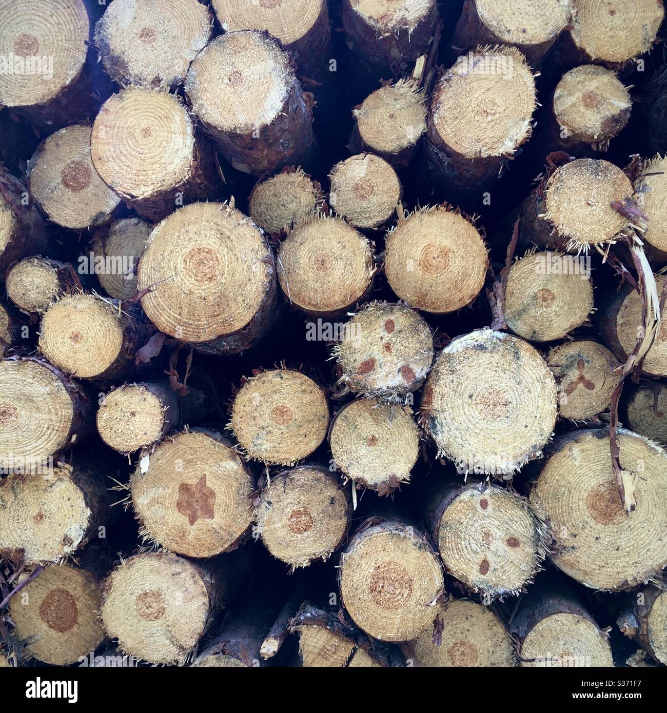 Stacking tree hi-res stock photography and images - Alamy