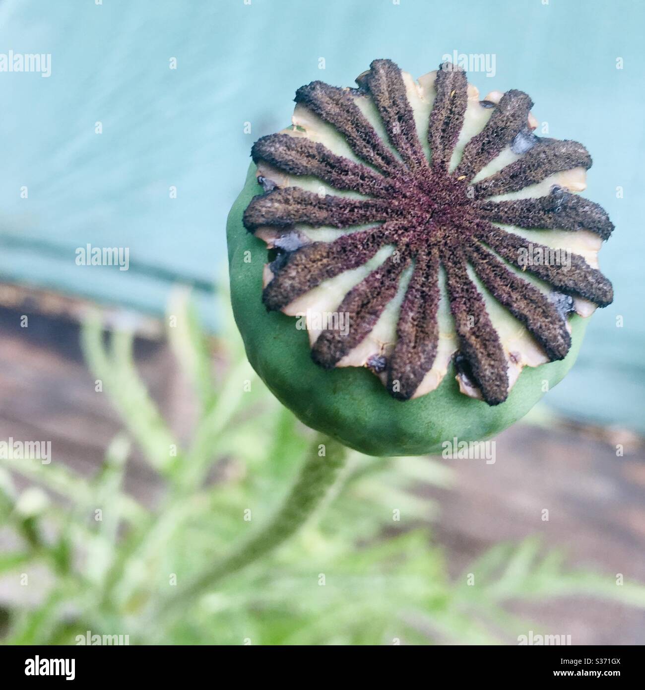 Seed case hi-res stock photography and images - Alamy