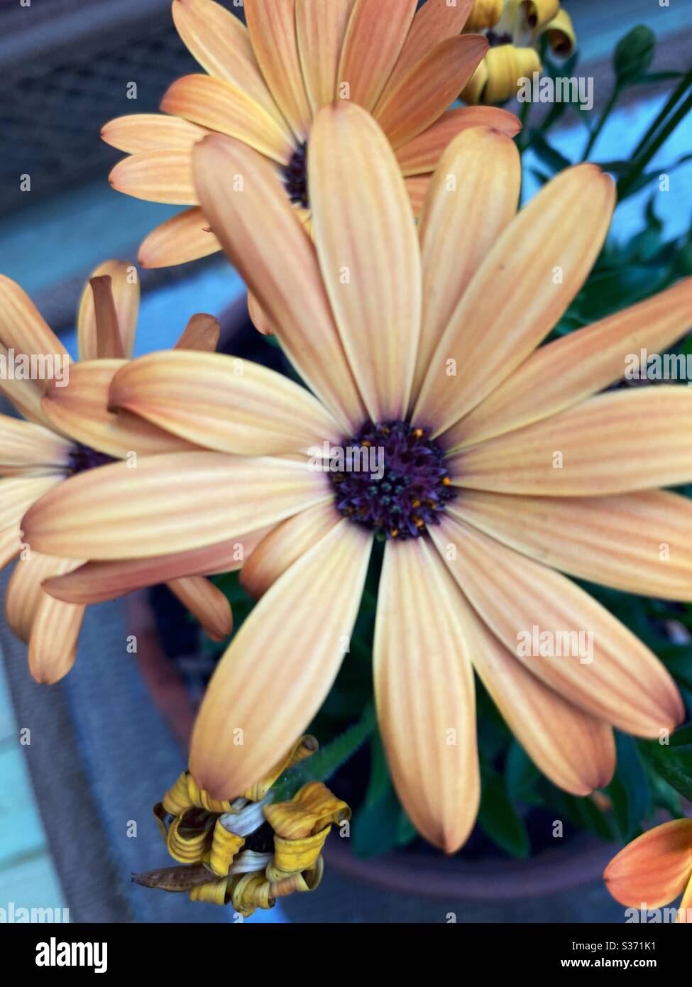 Sunset African Daisy Stock Photo - Alamy
