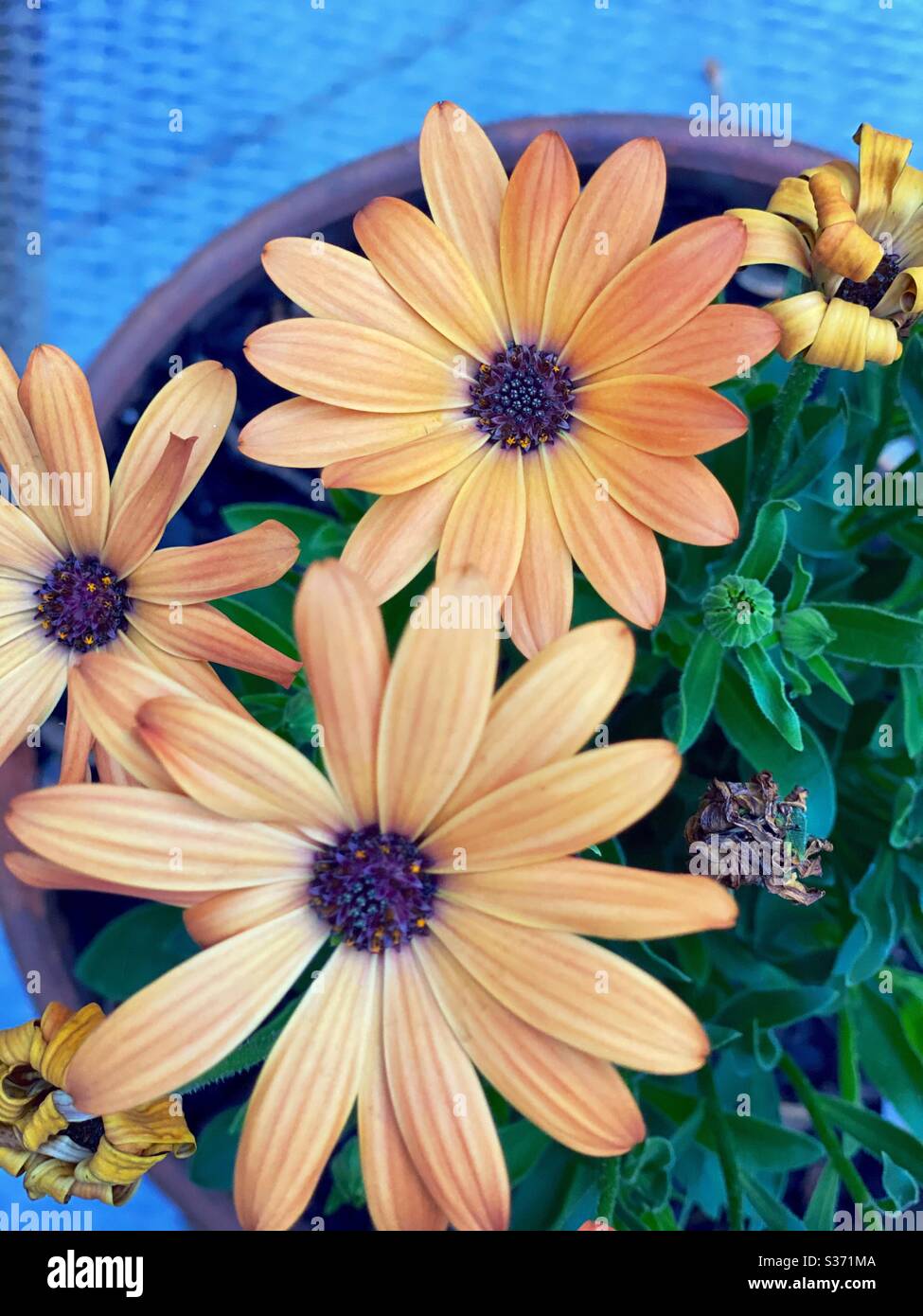 Gorgeous african daisy hi-res stock photography and images - Alamy