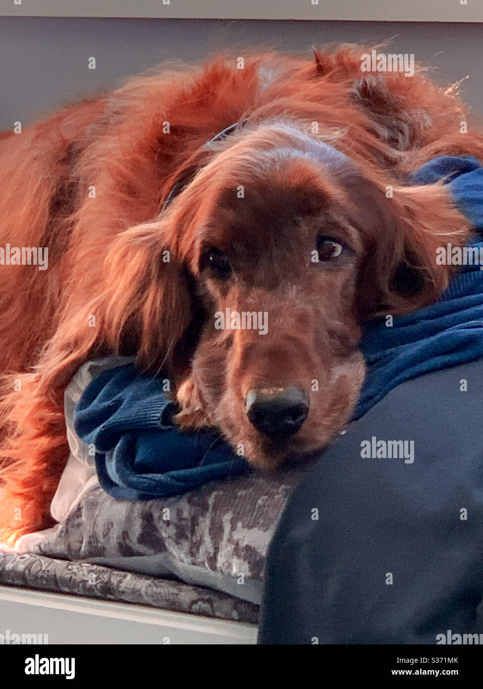 Sulking dog hi-res stock photography and images - Alamy