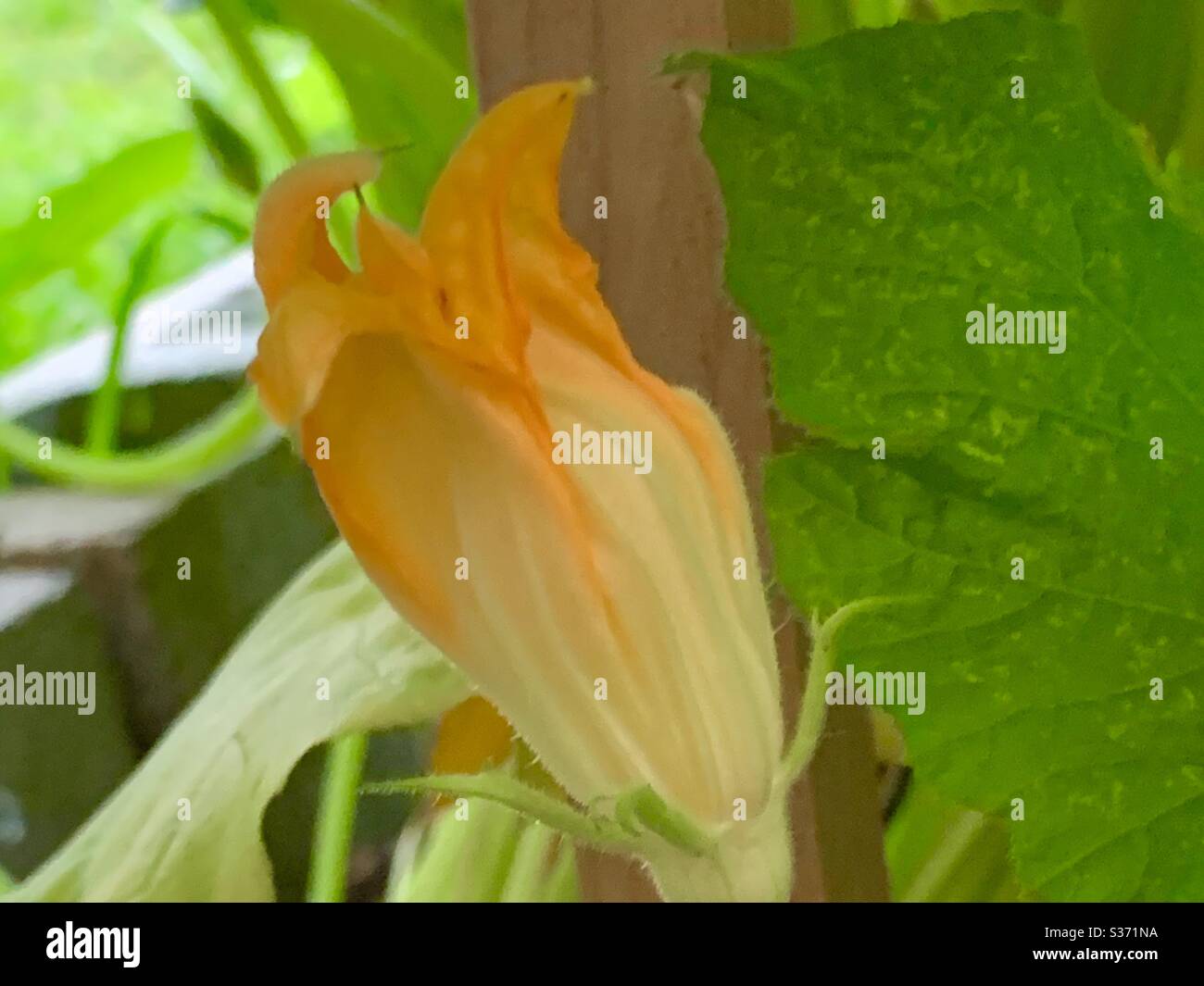 Squash blossom hi-res stock photography and images - Alamy