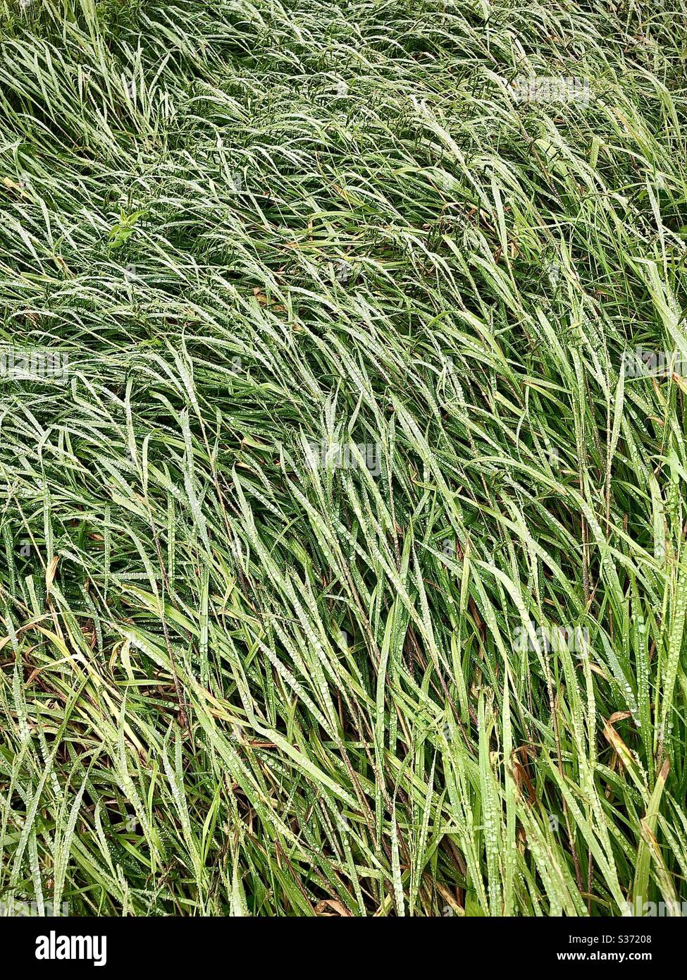 Long grass texture hi-res stock photography and images - Alamy