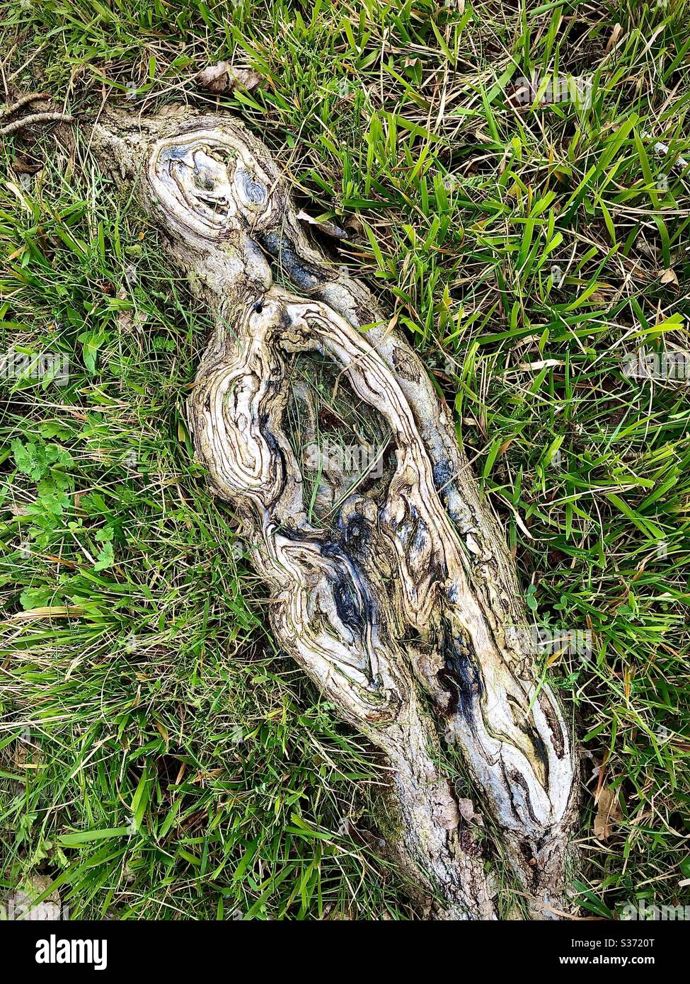 Exposed root of tree eroded to resemble aa alien body with a face Stock ...
