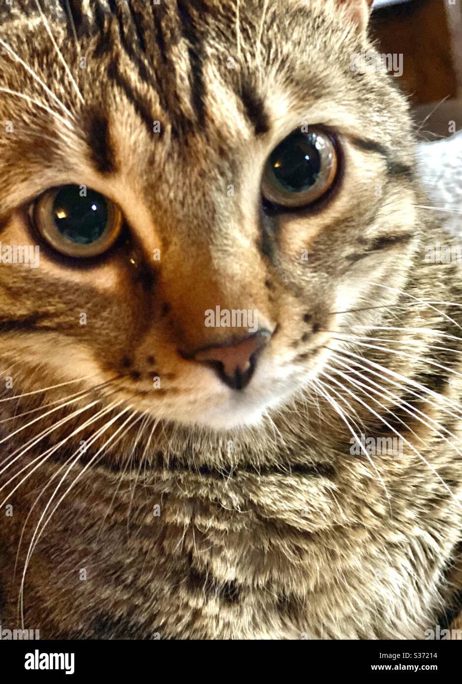 Cutest cat looking at camera Stock Photo - Alamy