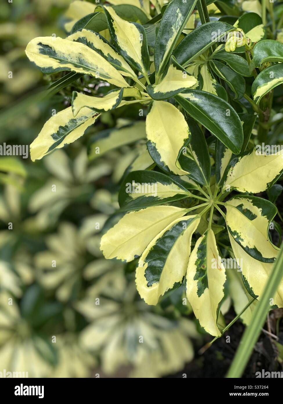 Schefflera hi-res stock photography and images - Alamy
