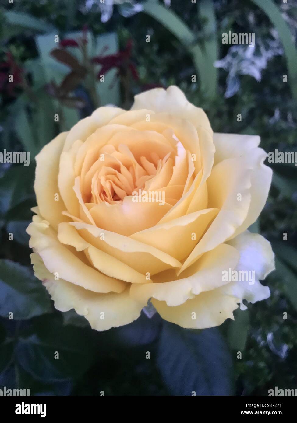 Rose and lemon hi-res stock photography and images - Alamy