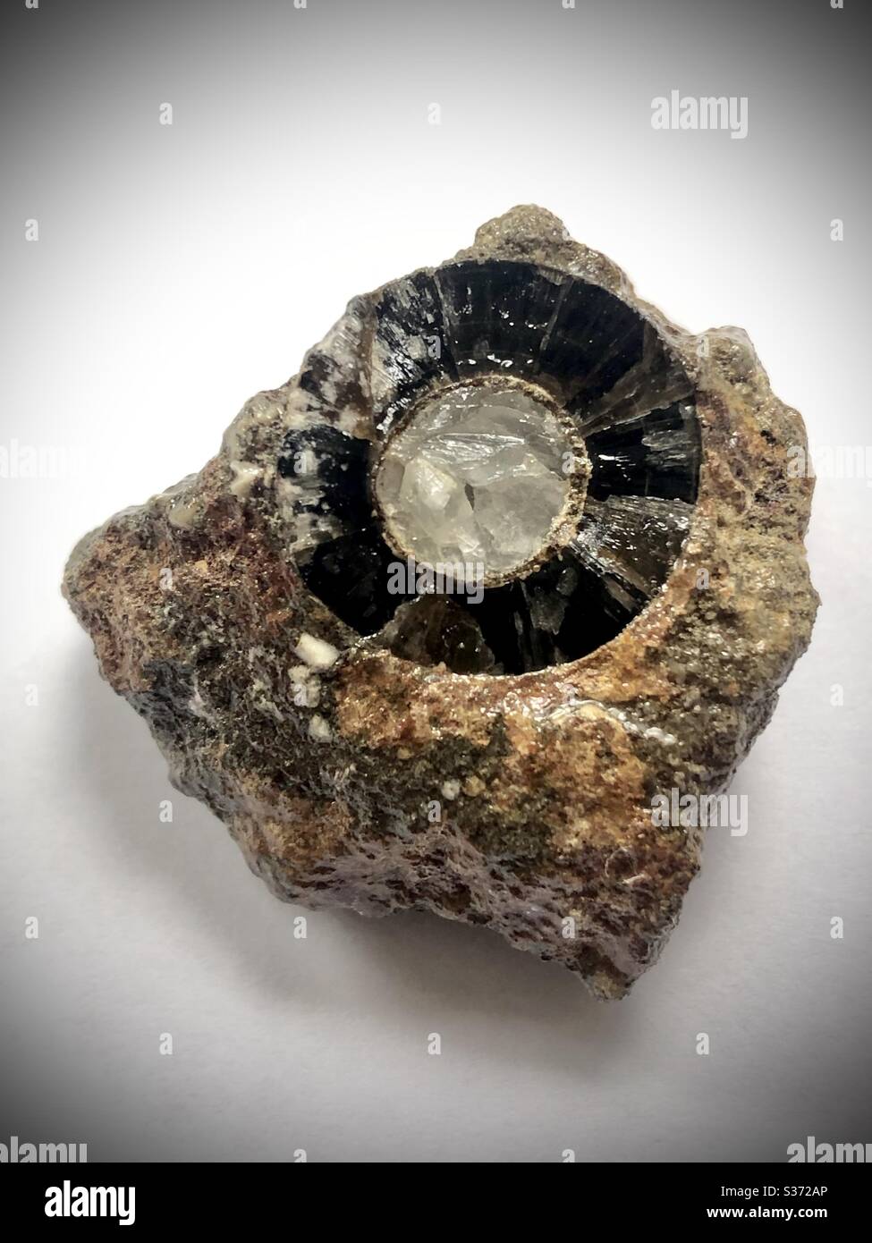 Belemnite hi-res stock photography and images - Alamy