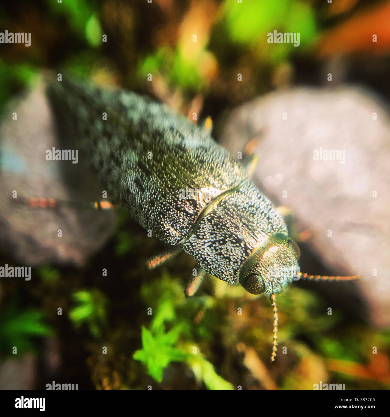 Borer beetle hi-res stock photography and images - Alamy