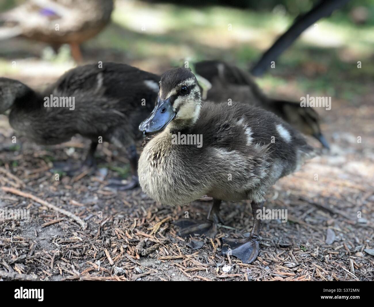 Grey ducklings hi-res stock photography and images - Alamy