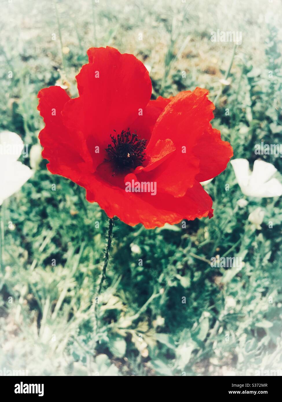 Red poppy in field Stock Photo - Alamy