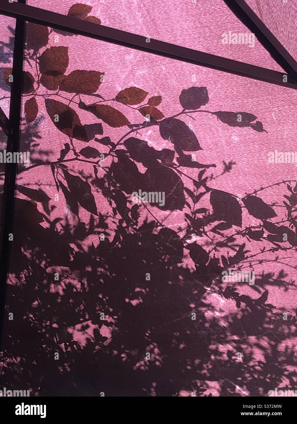 Leafy shapes hi-res stock photography and images - Alamy