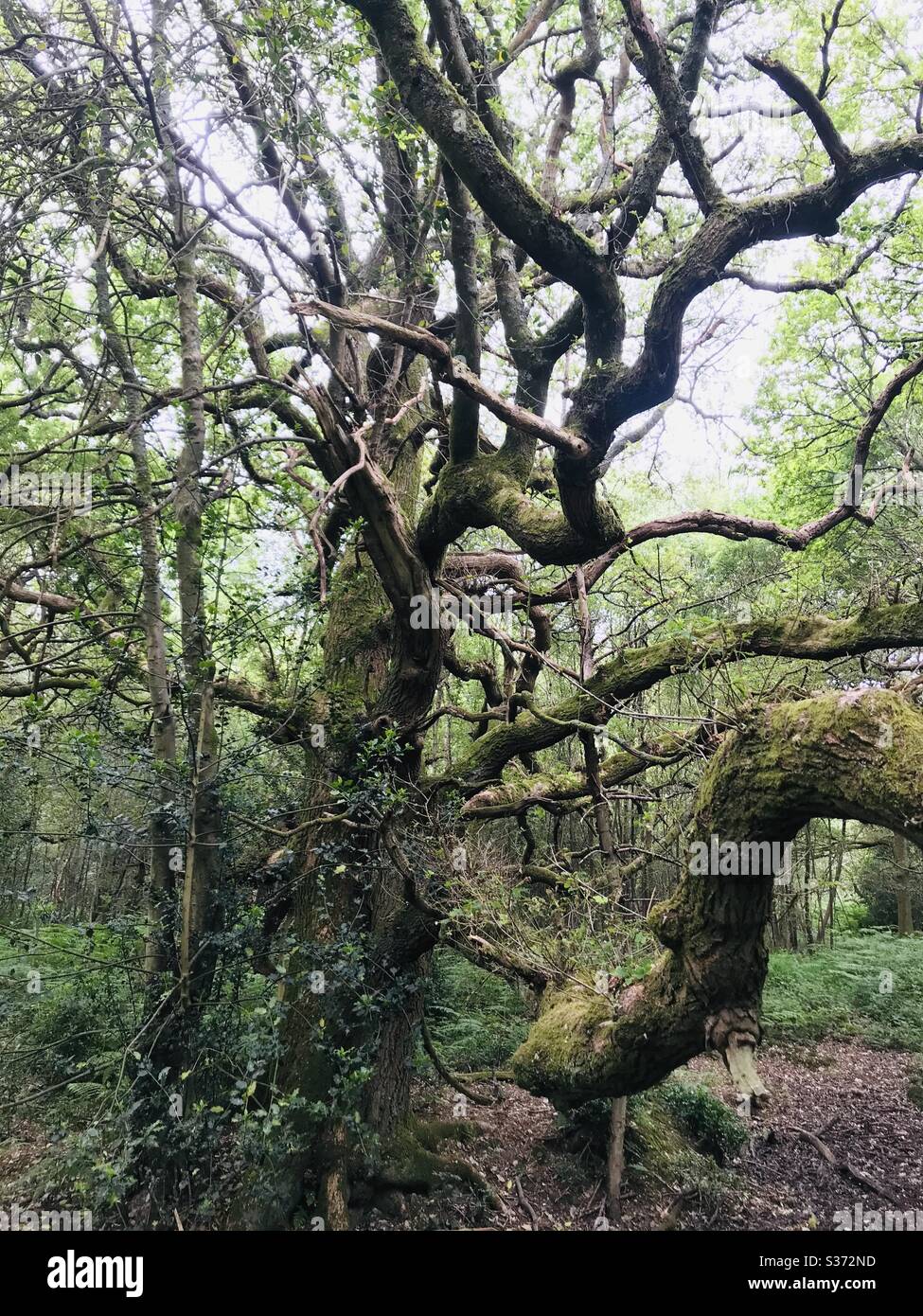 Scary tree hi-res stock photography and images - Alamy