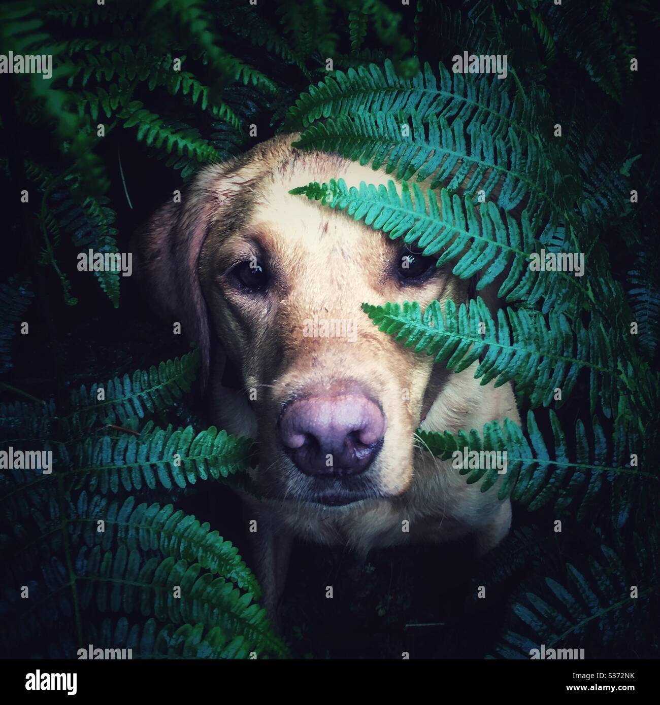 A close-up portrait of a yellow labrador dog hiding amongst lush green ...
