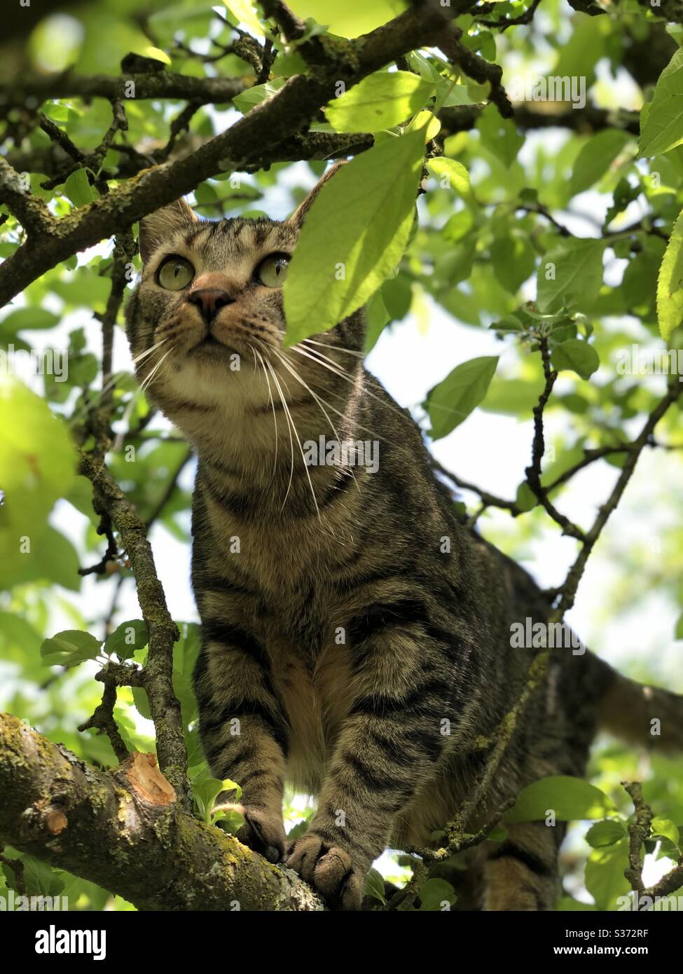 Cat and nature Stock Photo - Alamy