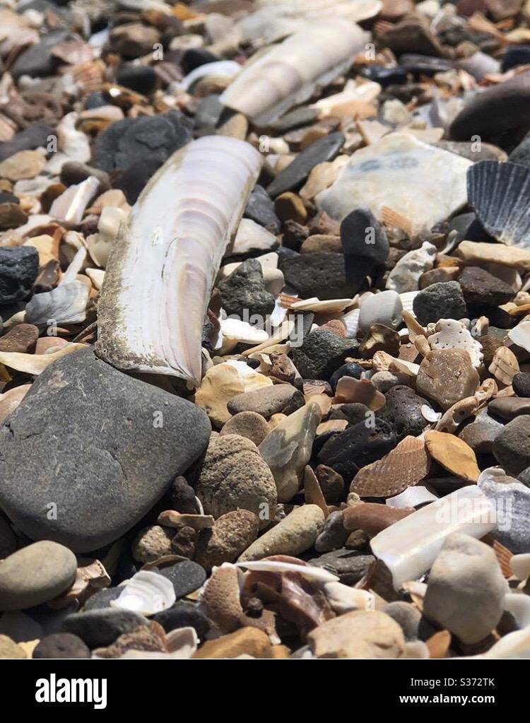 Razor Shells High Resolution Stock Photography and Images - Alamy