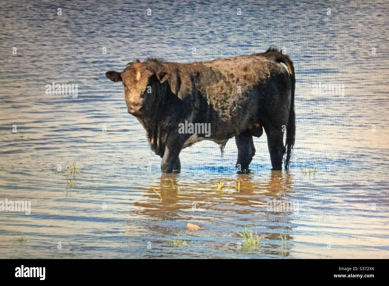 Angus bull, standing, in the water, reflection, relaxed, bovine ...