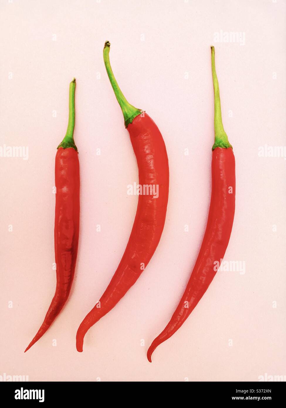 Three red hot chilli, chili, peppers isolated against a pastel pink ...