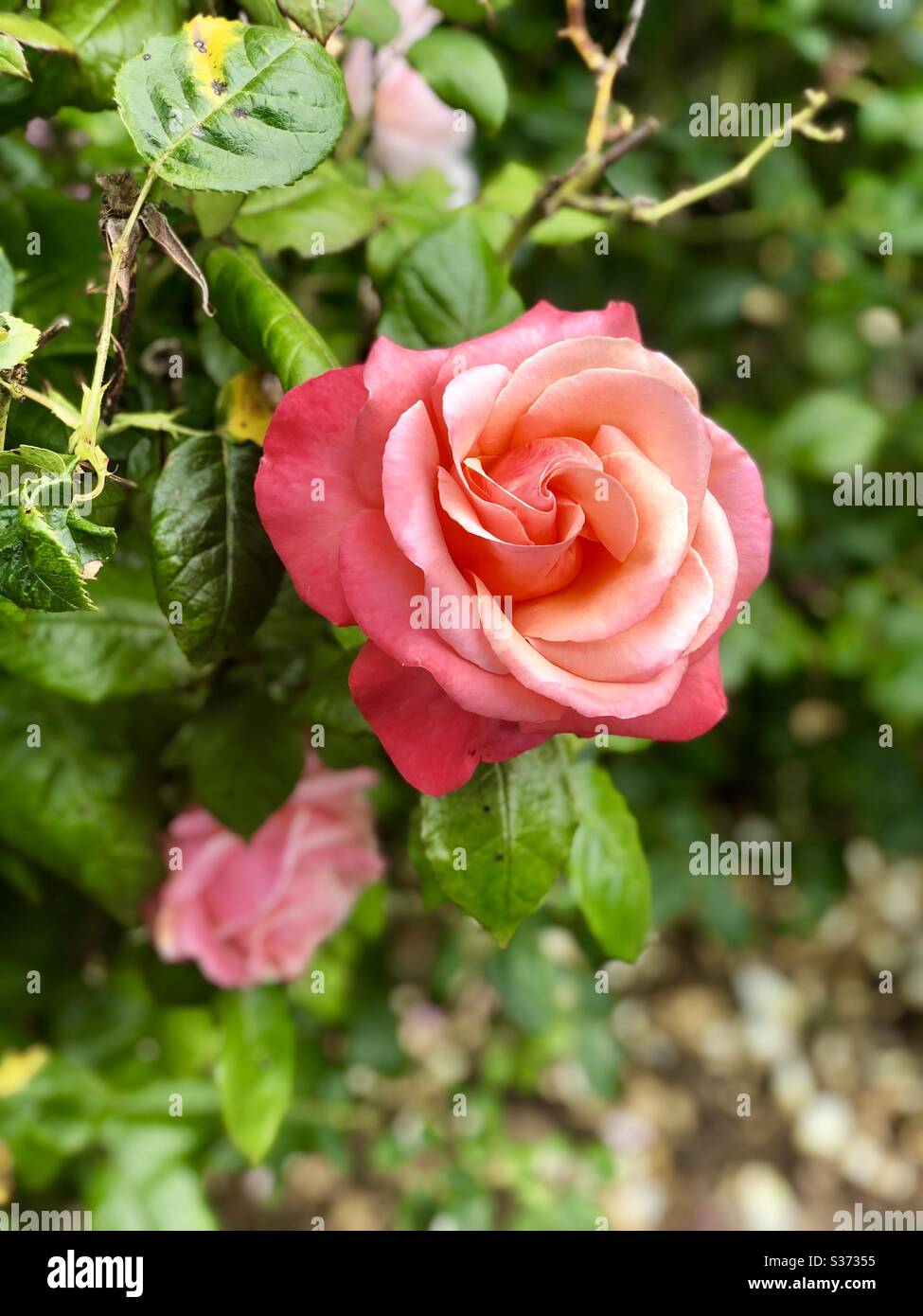 Smell of roses hi-res stock photography and images - Alamy