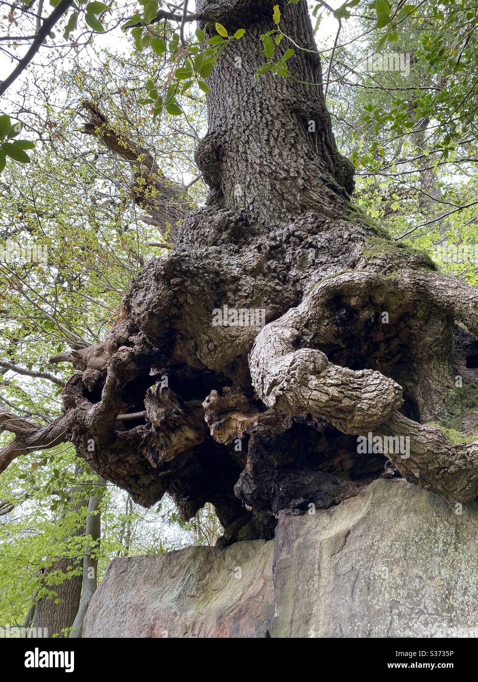 Gnarley hi-res stock photography and images - Alamy