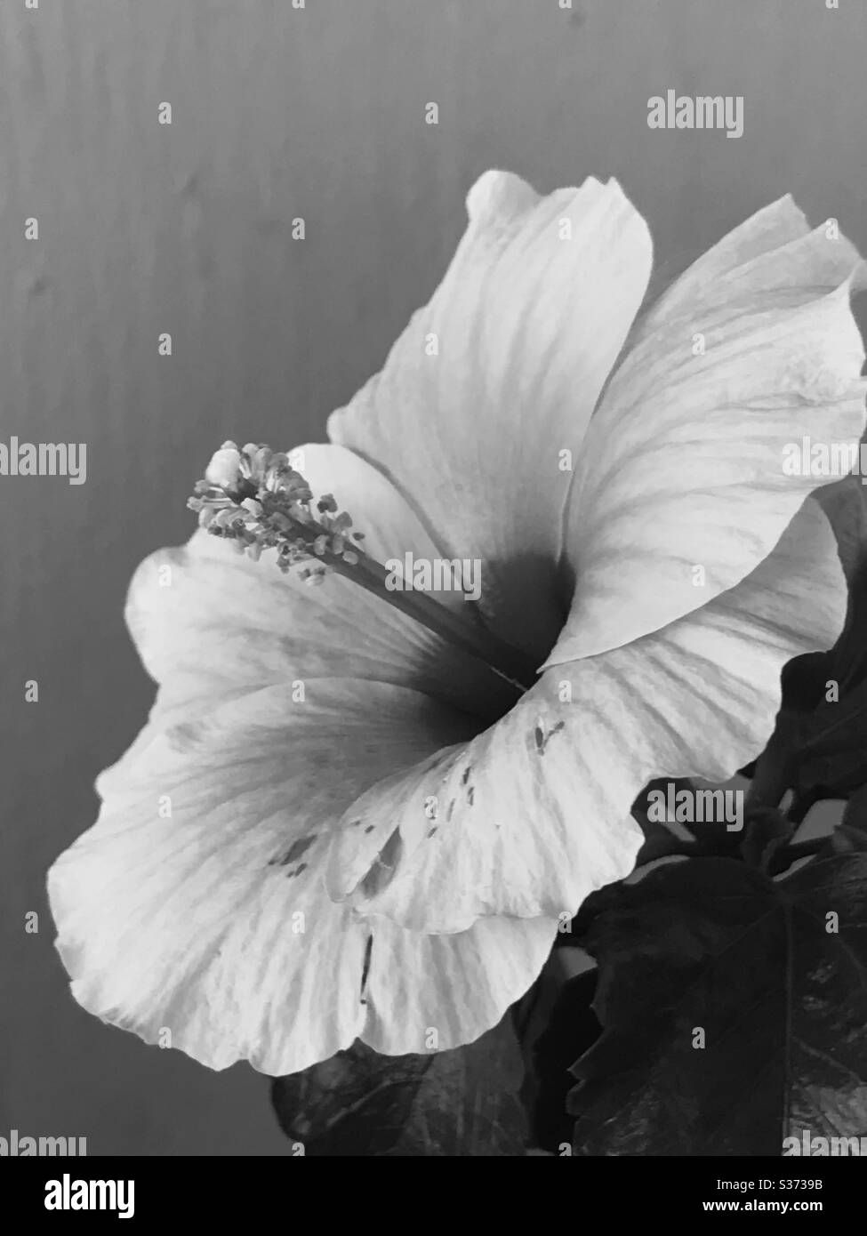 Chembarathi hi-res stock photography and images - Alamy