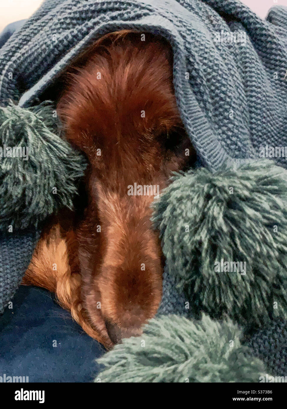 Red setter nose hi-res stock photography and images - Alamy