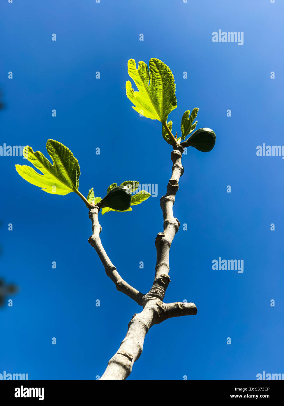 Tree leaf budding hi-res stock photography and images - Alamy