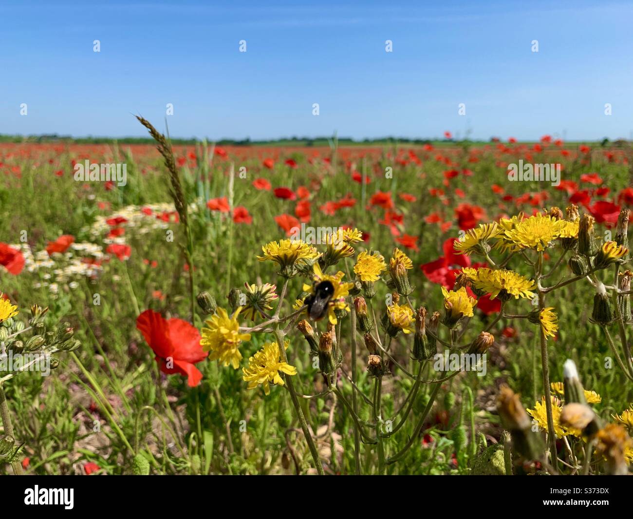 Uk poppy hi-res stock photography and images - Alamy