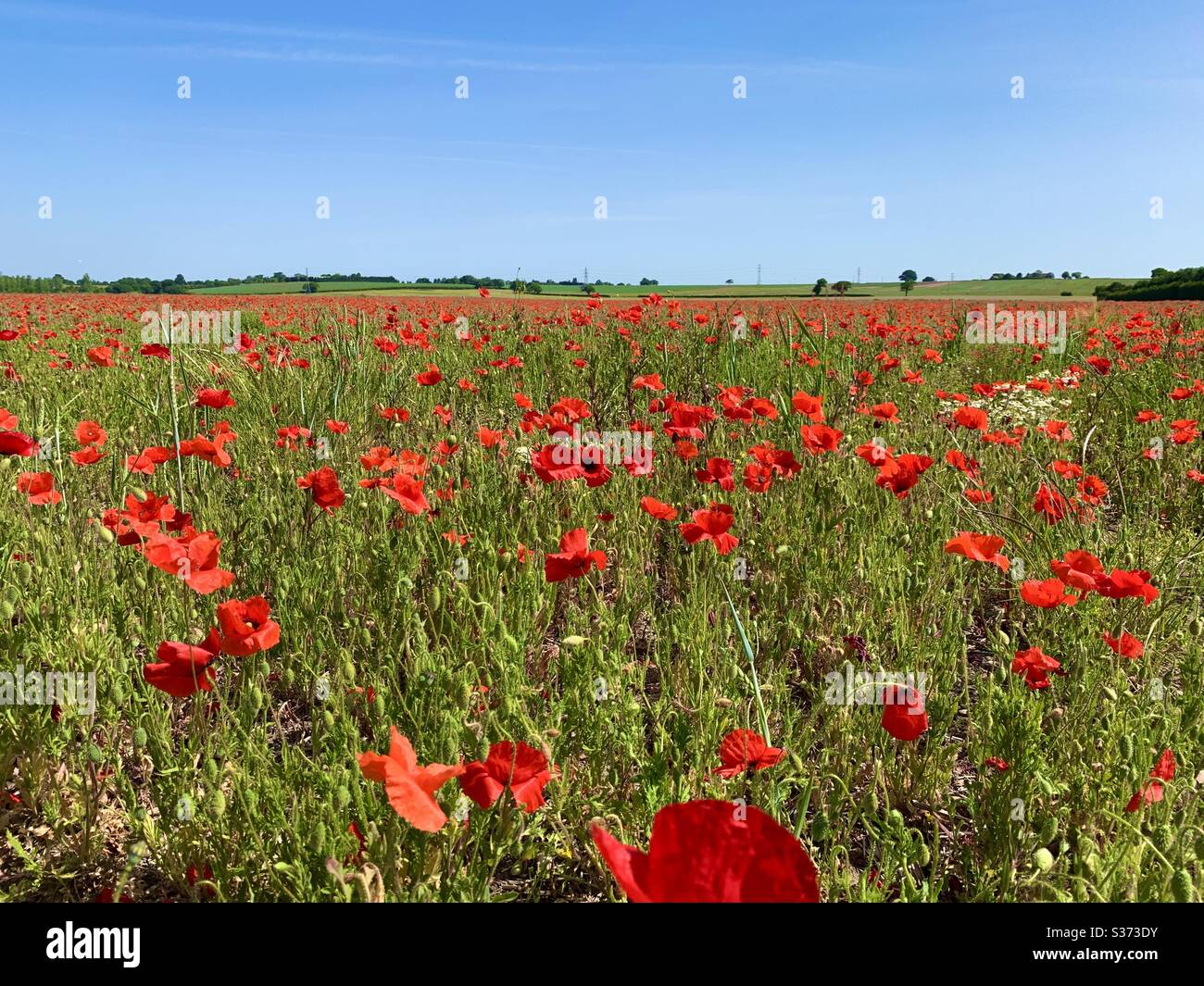 UK poppy field Stock Photo - Alamy